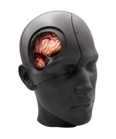 Neurosurgery simulators – UpSurgeOn Store