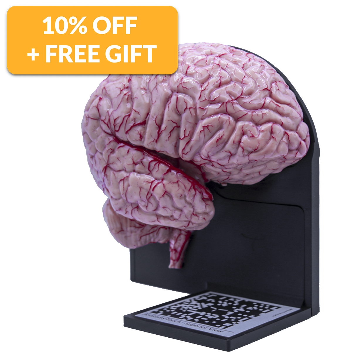 Neuroanatomy Series – UpSurgeOn Store